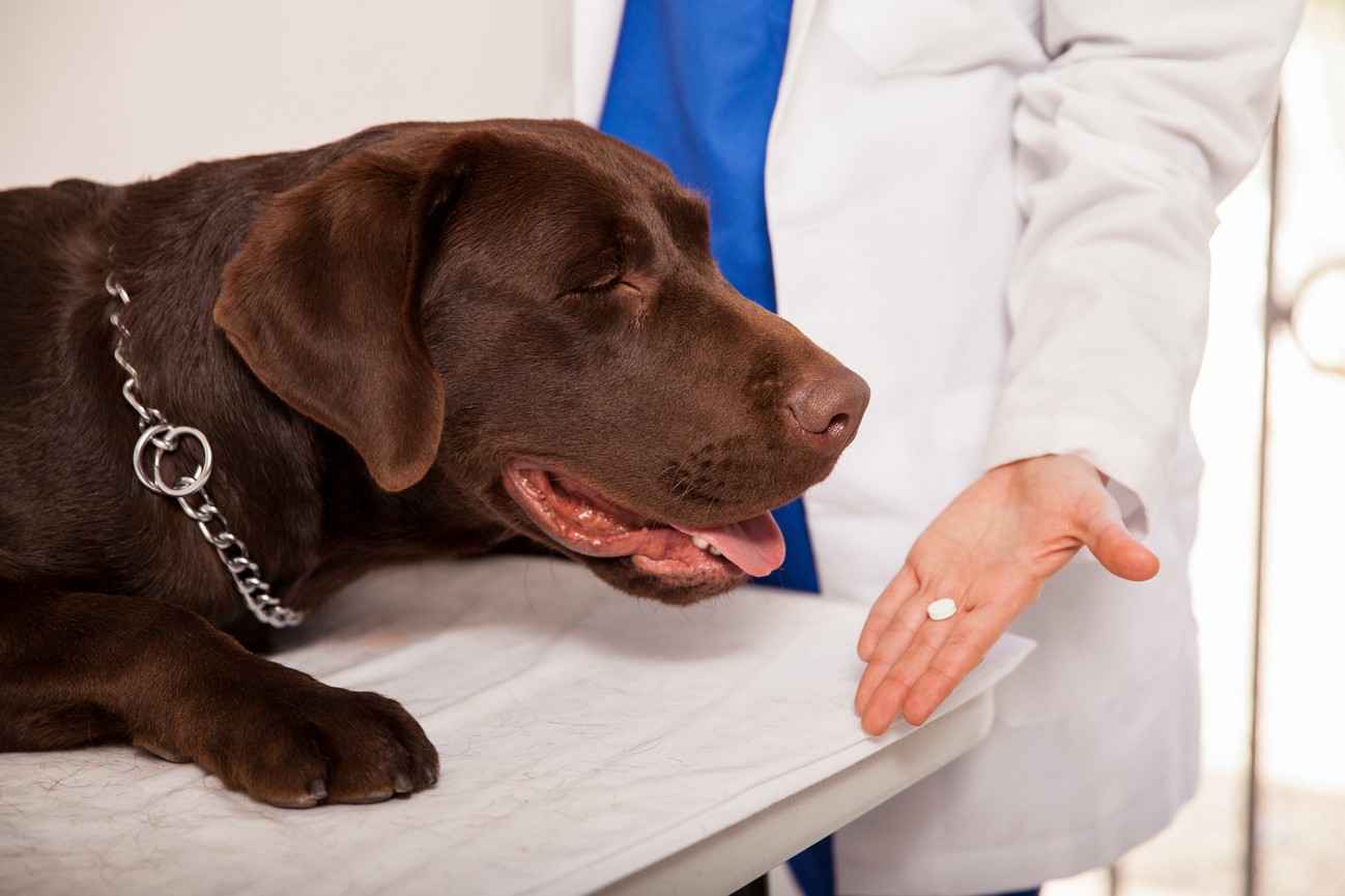 Cryptococcus in Dogs and Cats – Little Mountain Veterinary Clinic